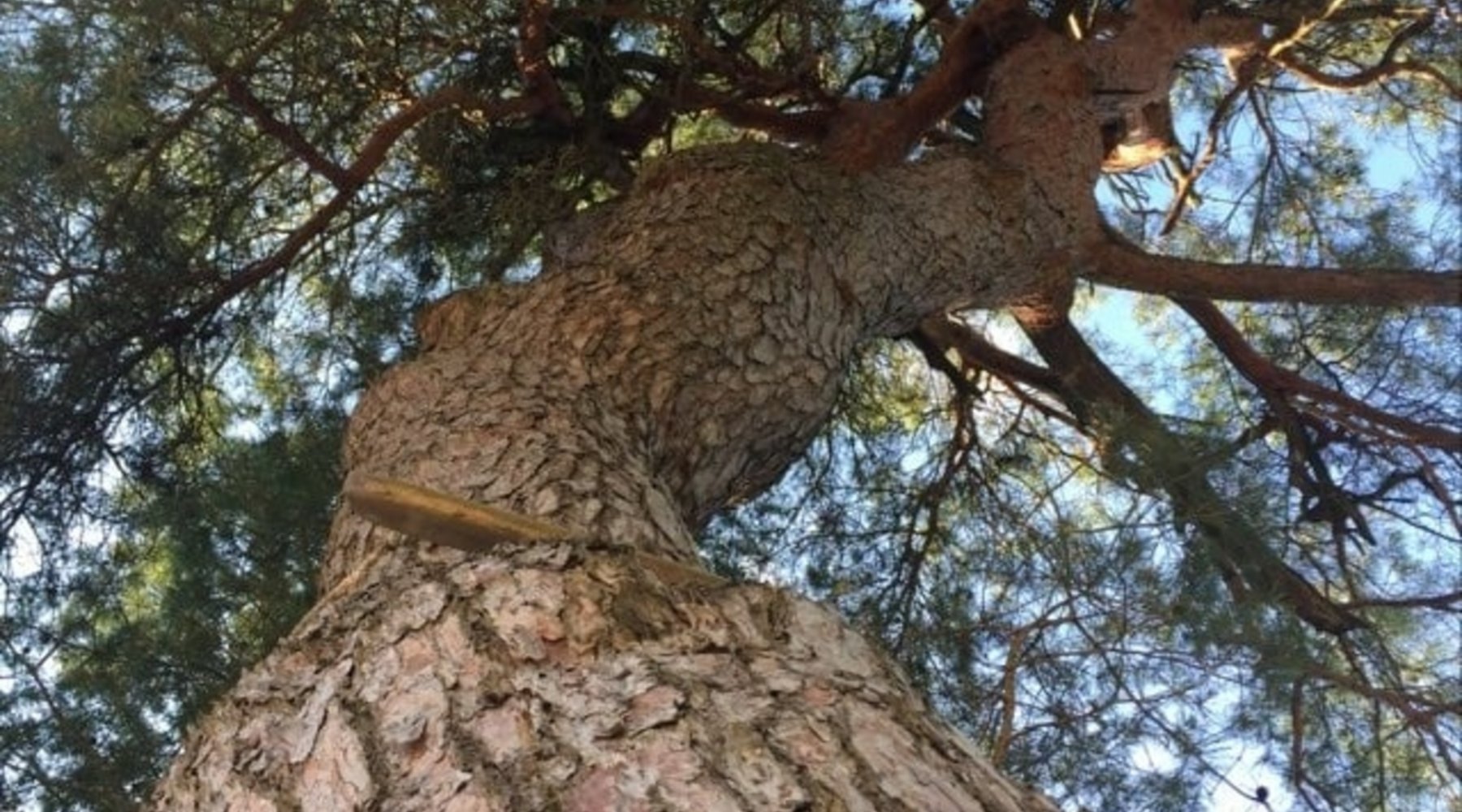 Paveisiejų pušis - Pažink Dzūkiją